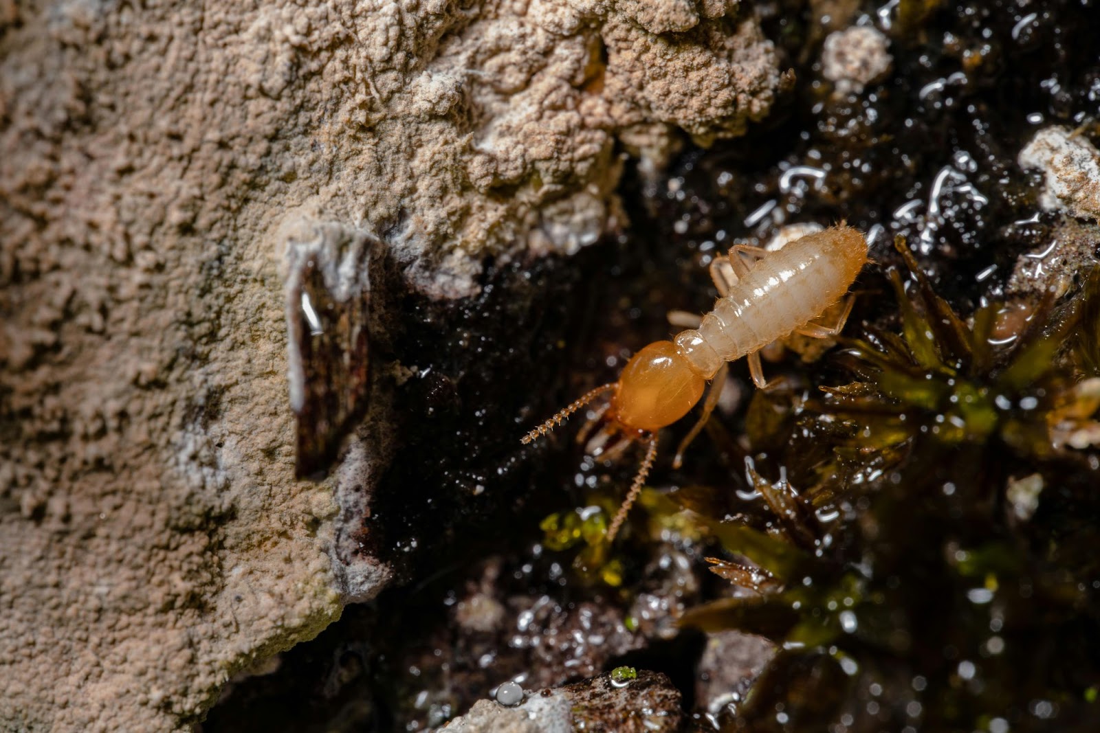 What Do Termites Look Like? - CPR Pest Control
